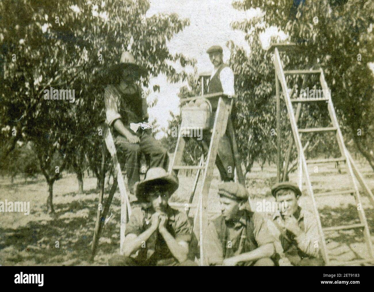 Peach pickers Bertram Farm Vineland Ontario 1912 Stock Photo - Alamy