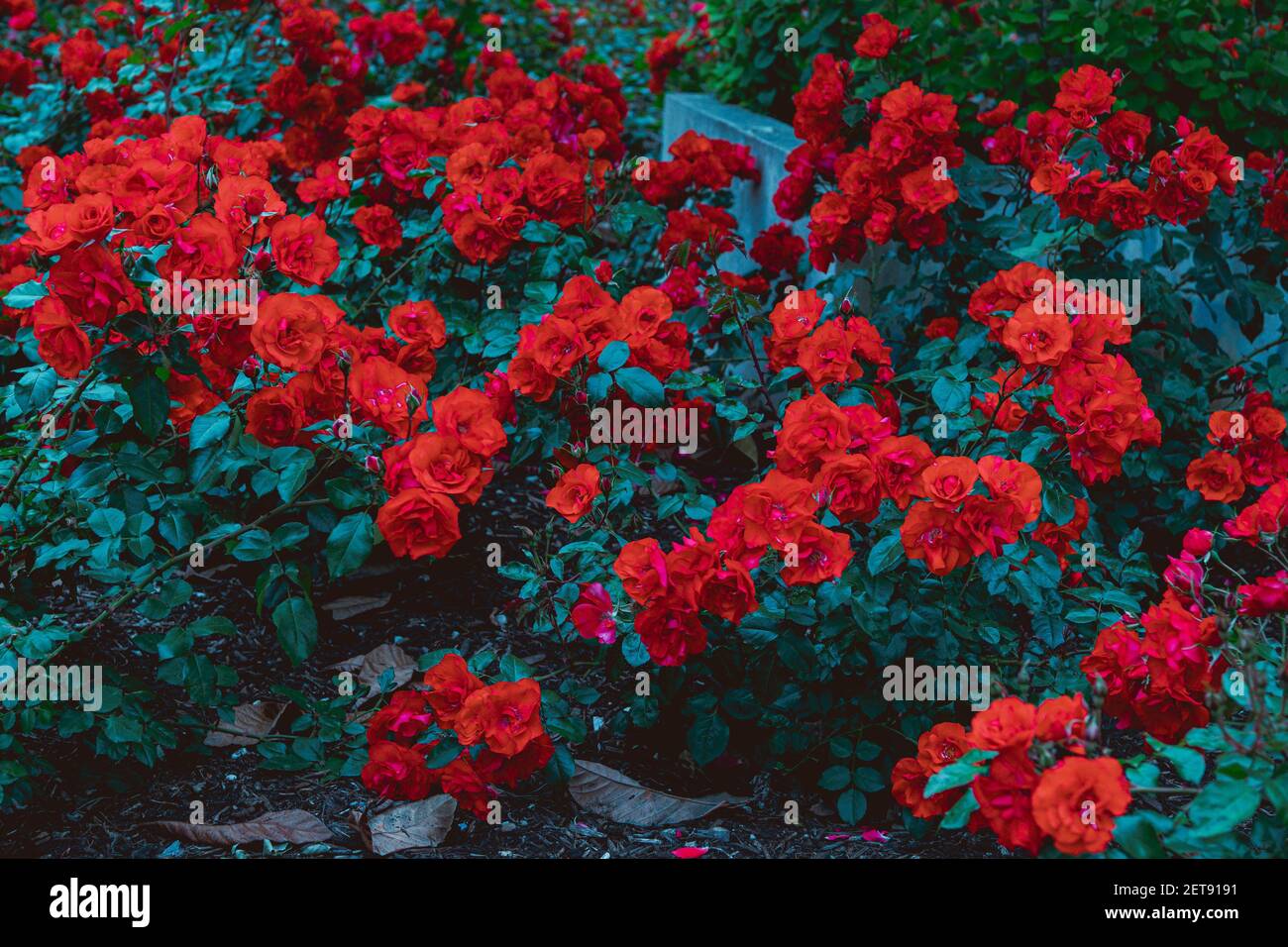 A closeup of a Bengal rose bush with magnificent red flowers Stock ...