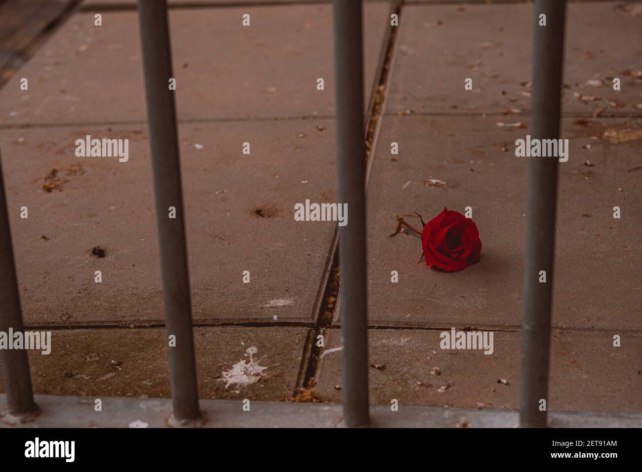 A single red rose left on the ground behind the metal fence Stock Photo ...