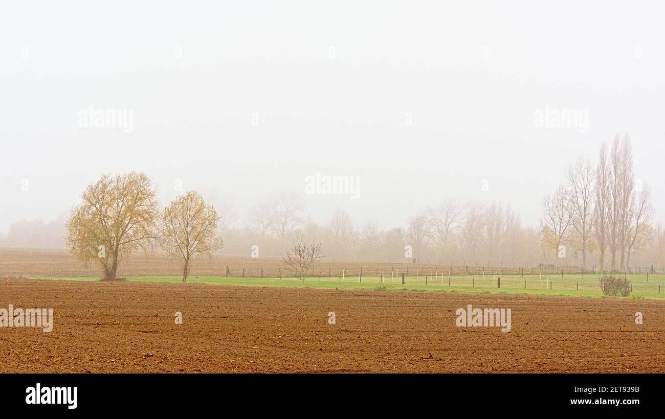 Fog over agricultural land with corn stubbles and trees in the ...