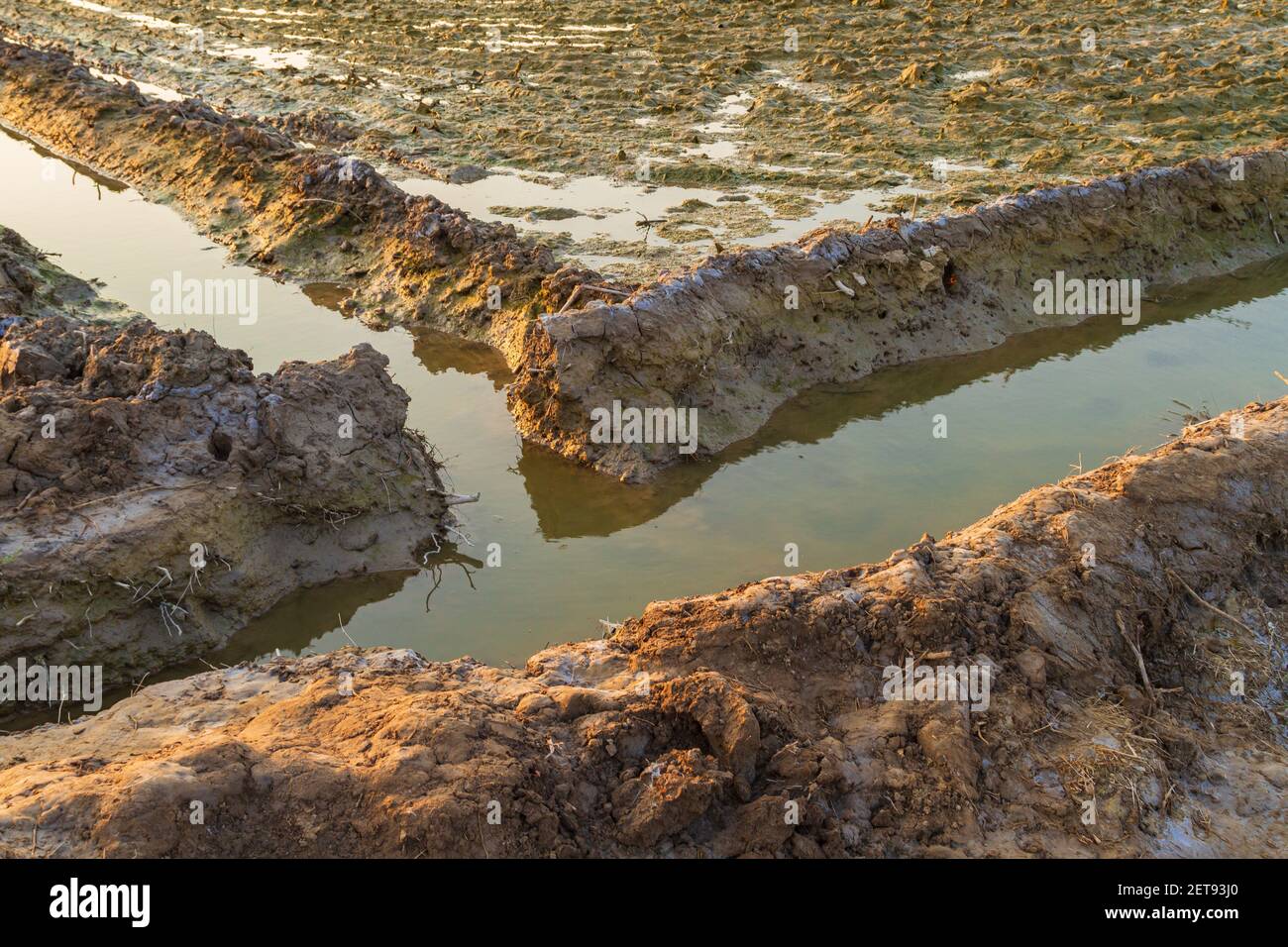 A wet field with water flowing through irrigation canal rows on a ...