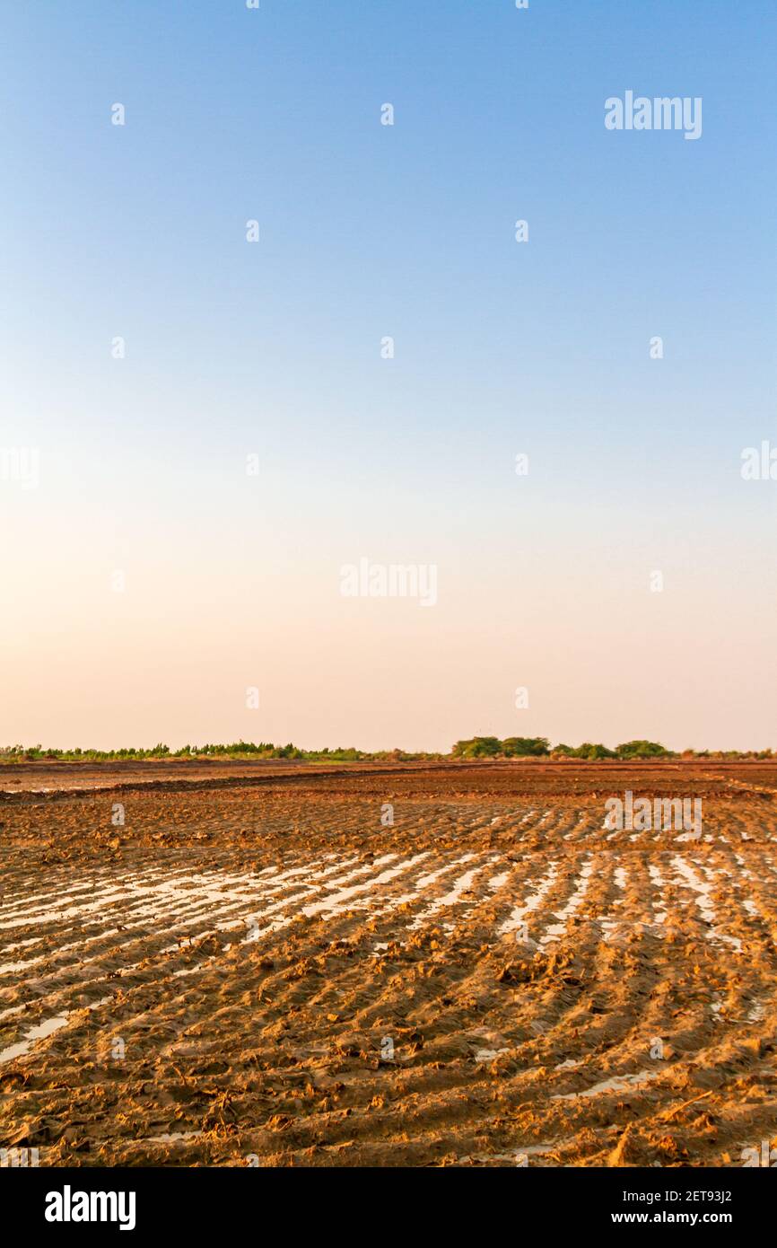 A wet field with water flowing through irrigation canal rows on a ...