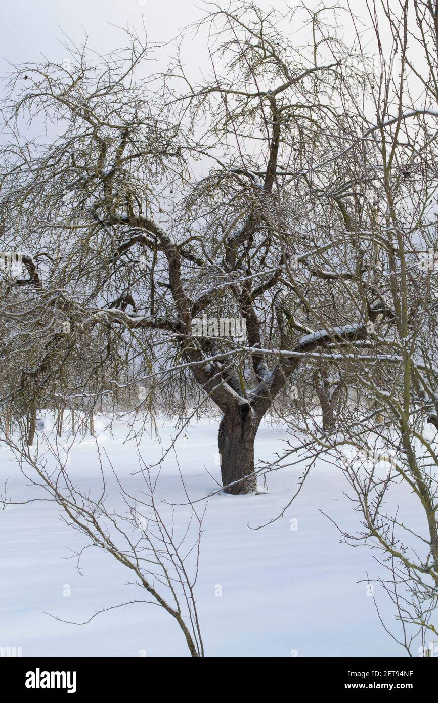 Apple Trees In Winter
