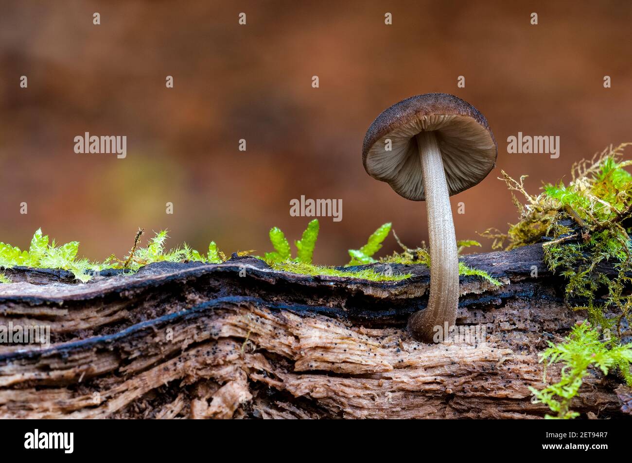 A fruiting body of the shield mushroom Pluteus podospileus growing on a ...