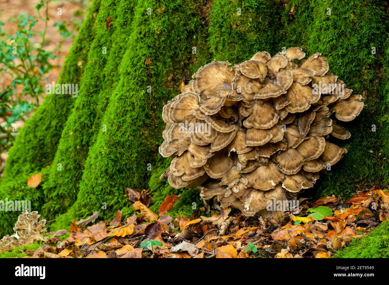 The fruiting body of a giant polypore (Meripilus giganteus) growing at ...