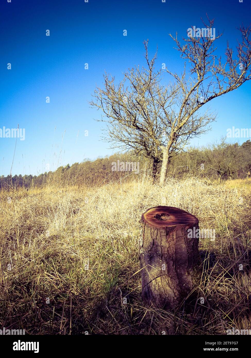 A vertical shot of tree stump with trees background on a brown grass ...
