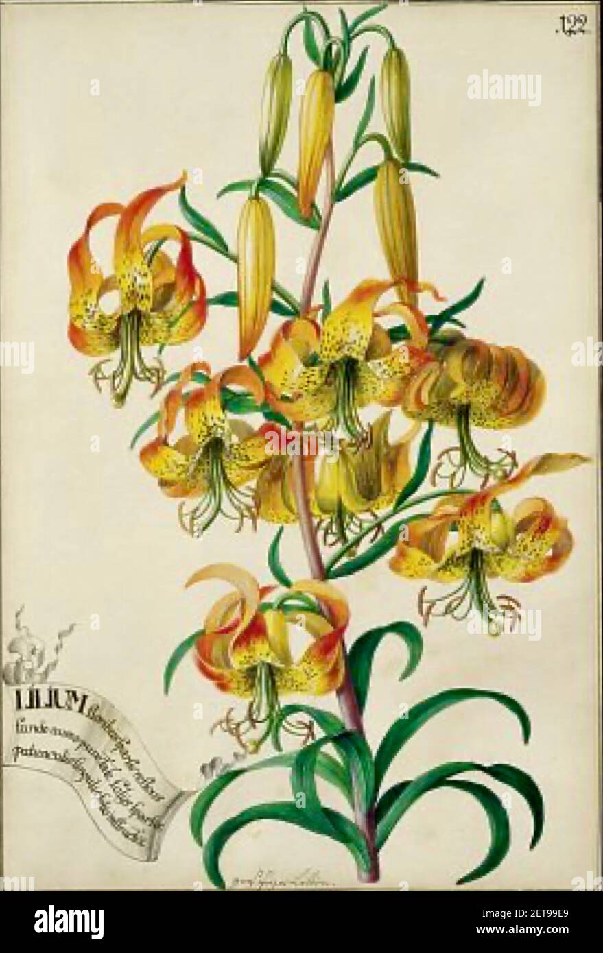 Georg dionysius ehret hi-res stock photography and images - Alamy