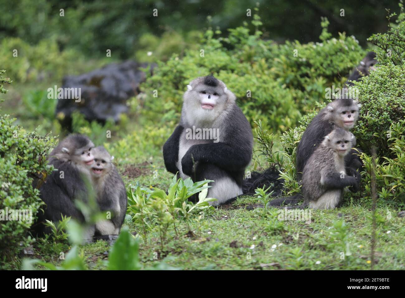 --FILE--The black-and-white snub-nosed monkeys or Yunnan golden hair ...