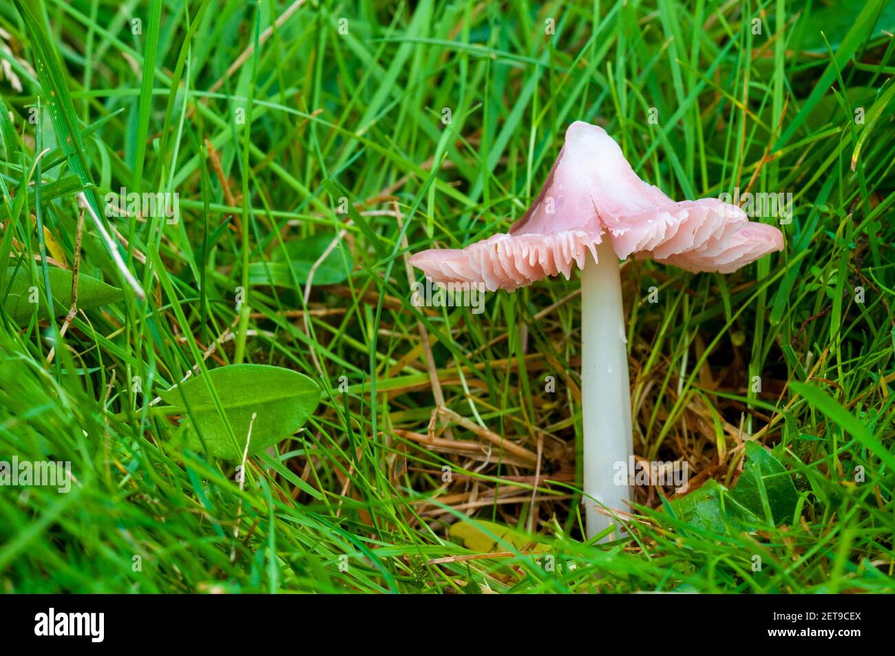 Hygrocybe calyptriformis hi-res stock photography and images - Alamy