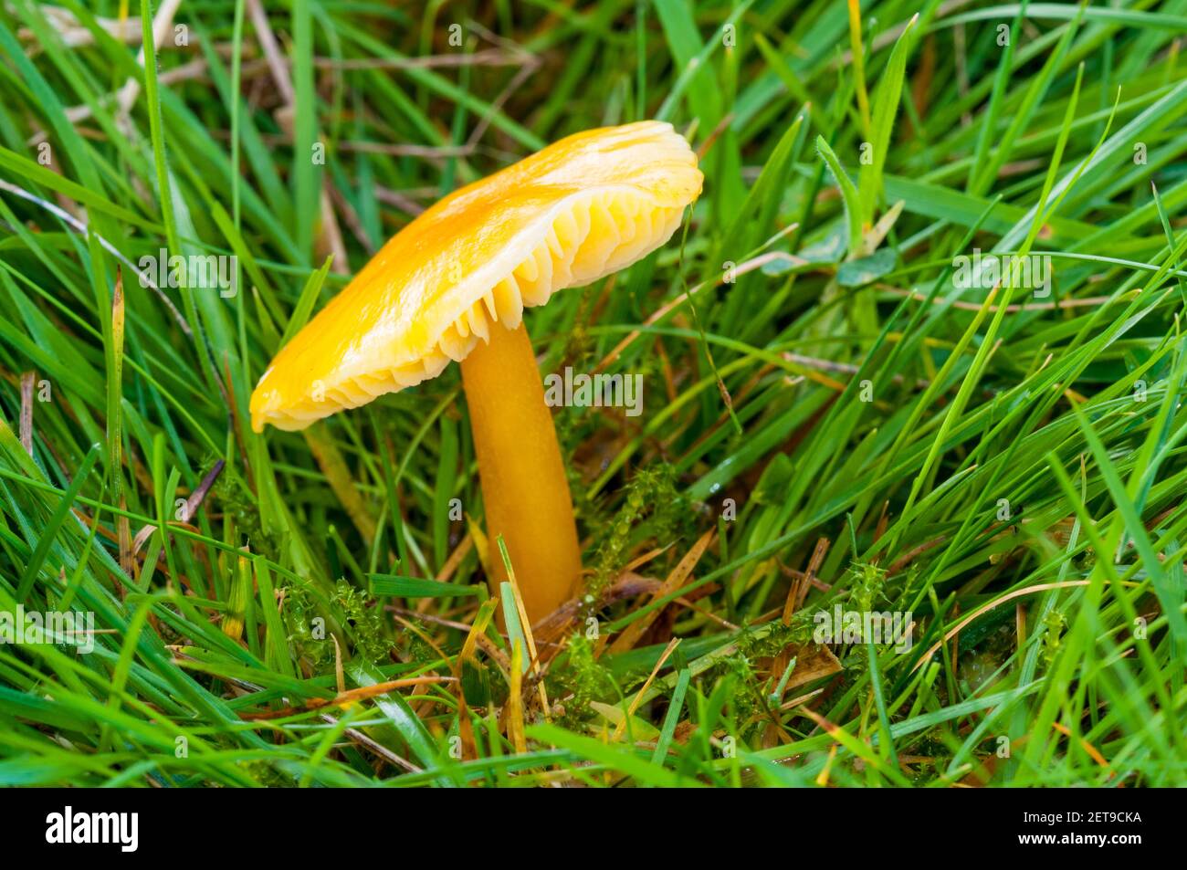 A fruiting body of golden waxcap (Hygrocybe chlorophana) growing in ...
