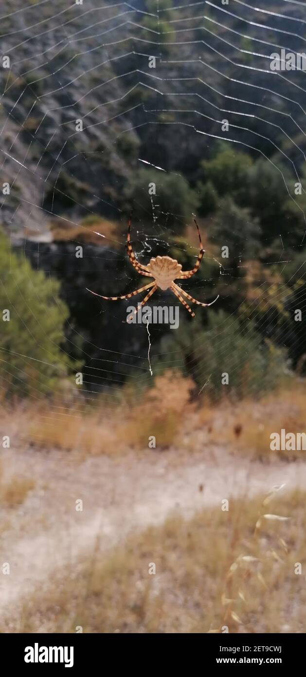 A closeup of a tiger spider (Argiope lobata) on a spider web Stock ...