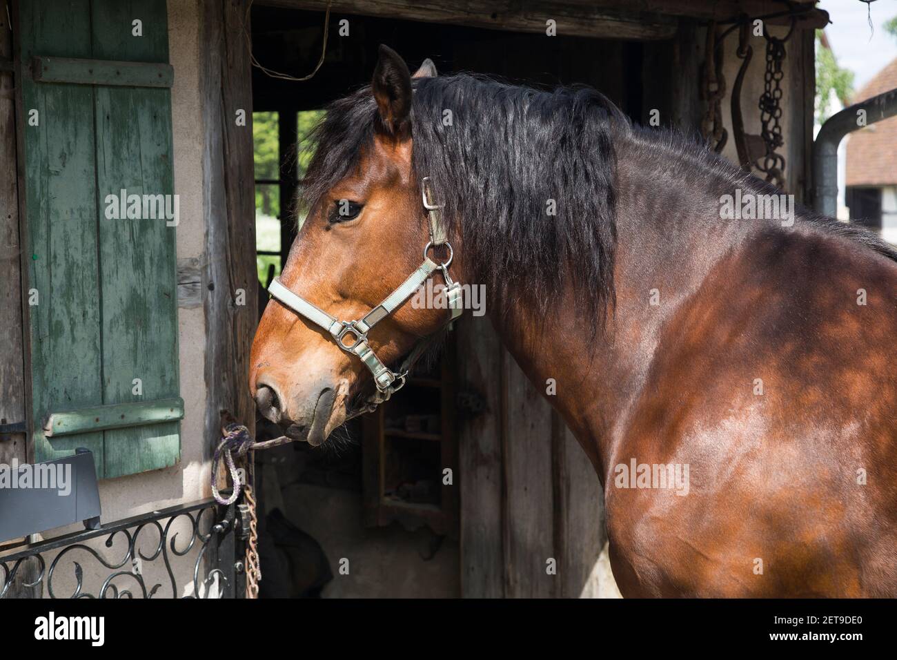 Cute horse in front hi-res stock photography and images - Alamy