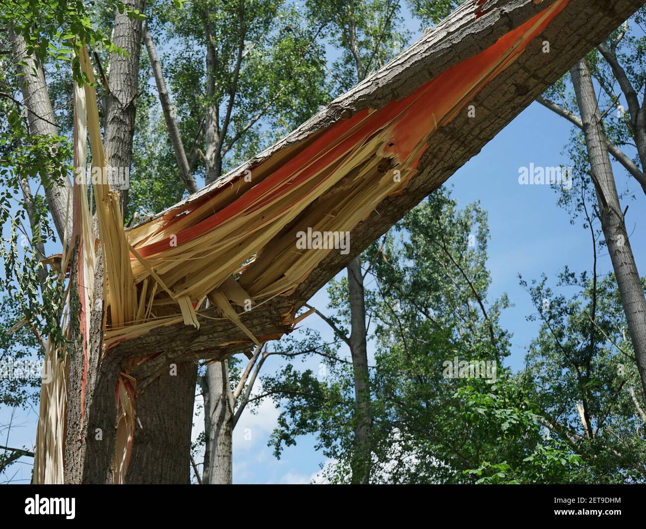 A broken big tree after a storm Stock Photo - Alamy