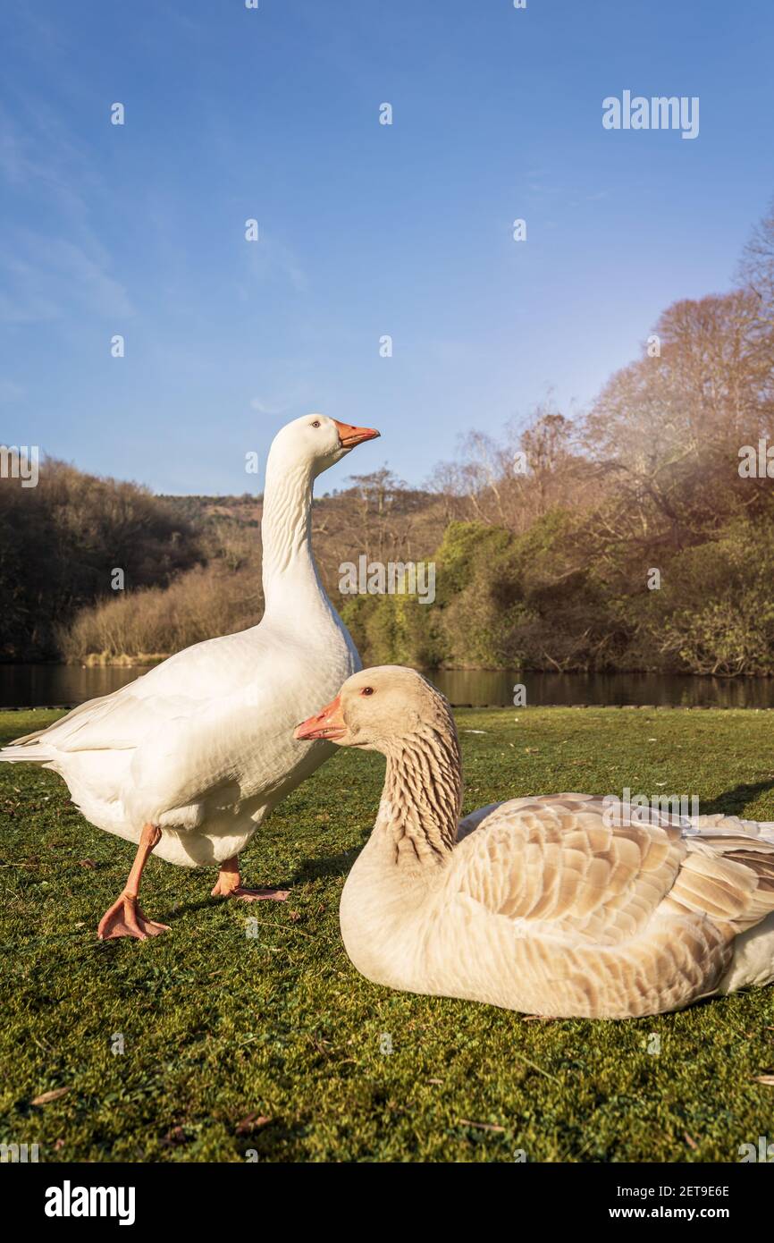 Male female geese hi-res stock photography and images - Alamy