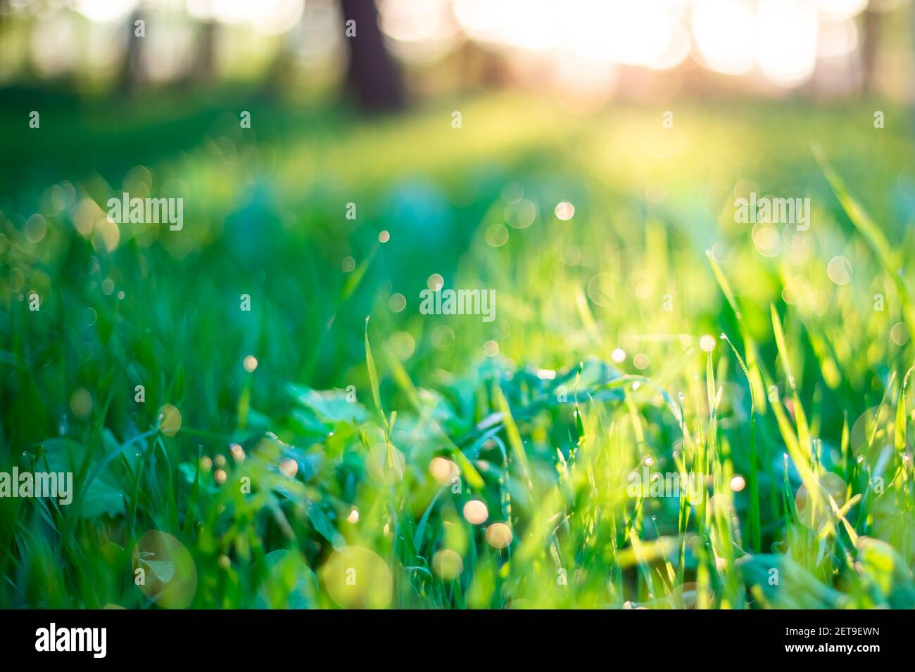 The sun's rays shine through the forest on meadows with young green ...