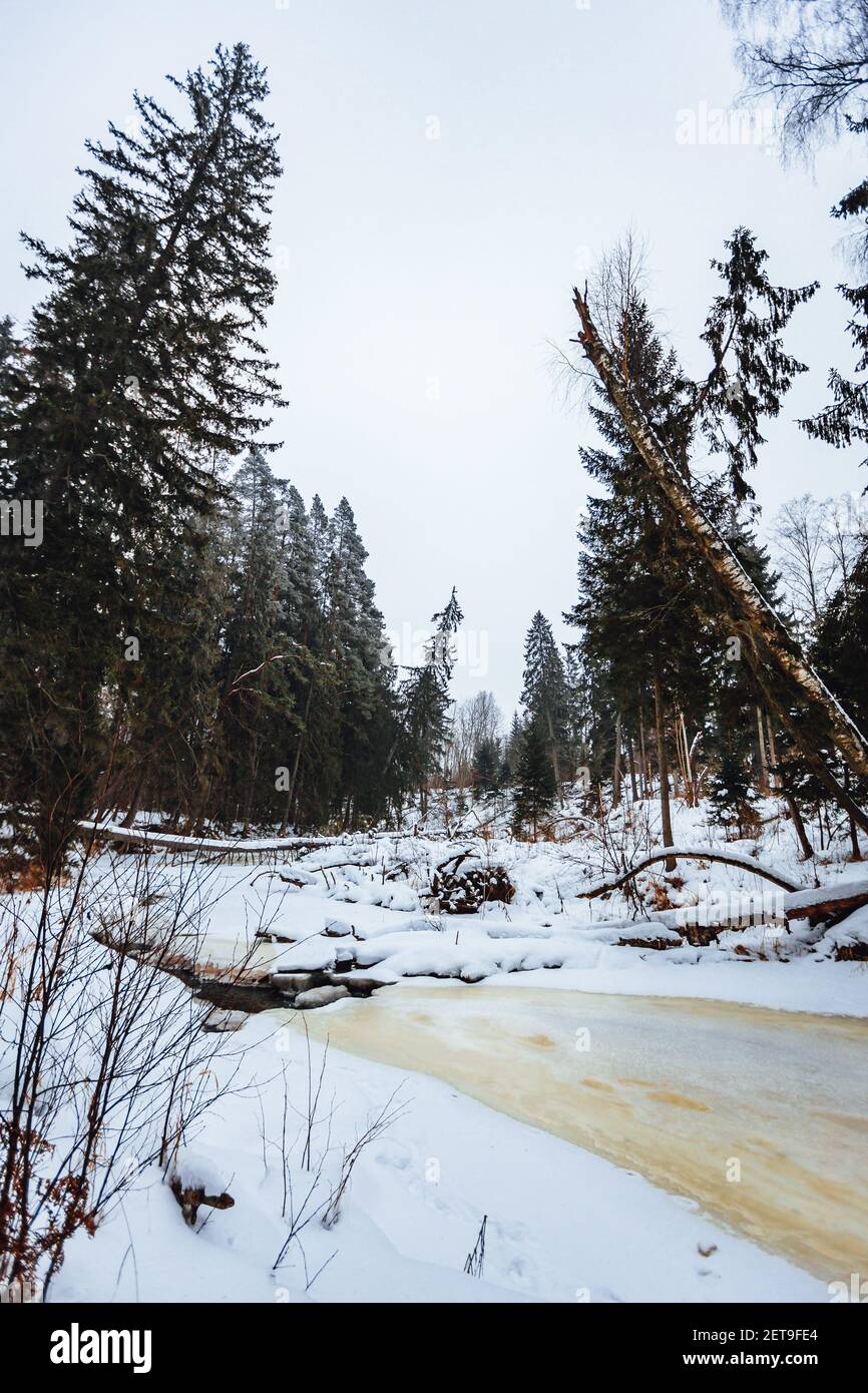 A selective focus of freezing river in the middle of a forest during ...