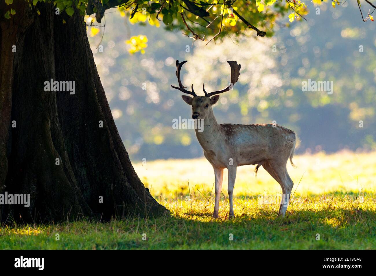 A fallow deer buck (Dama dama) standing under a tree in Studley Royal ...