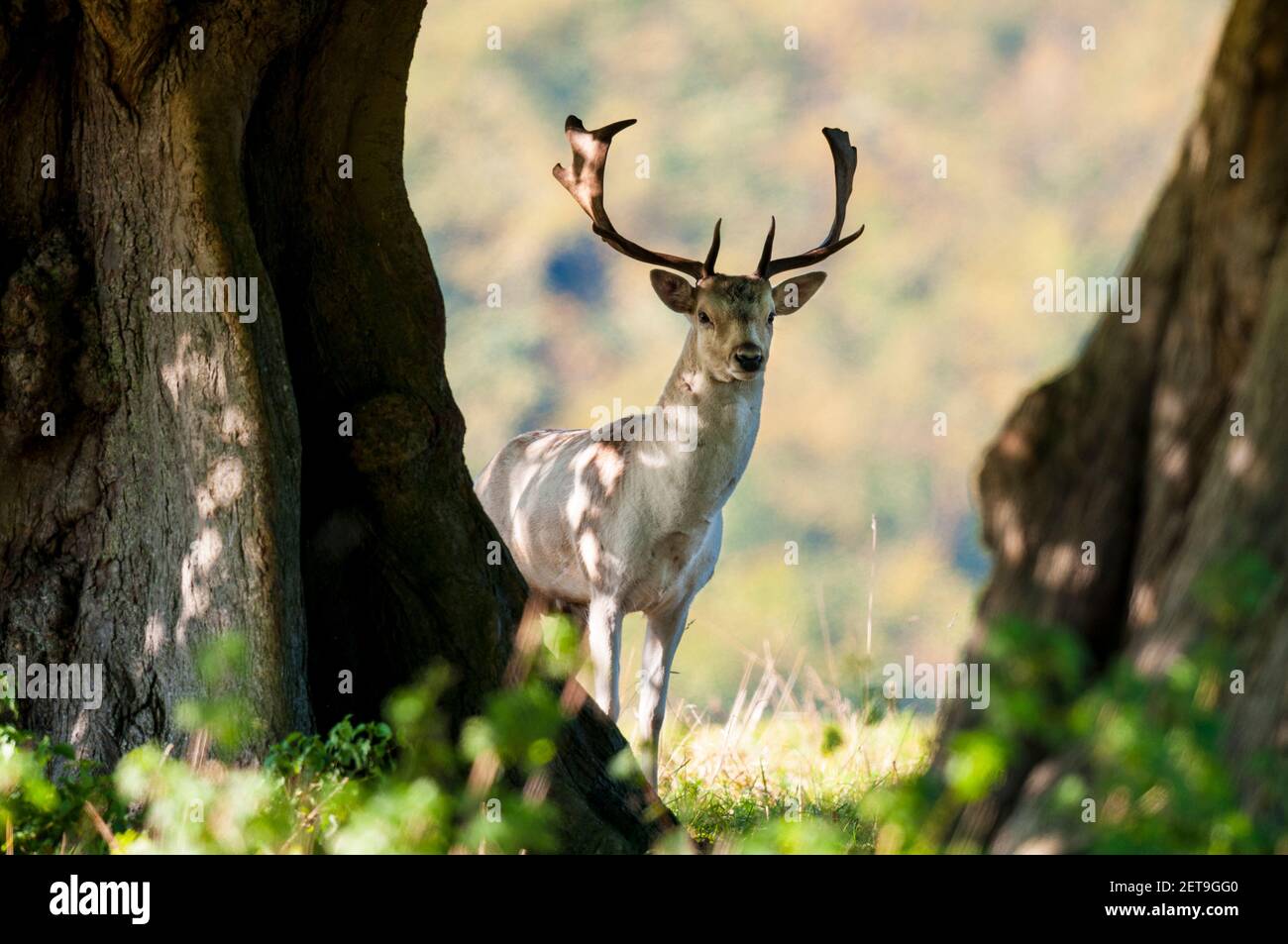 A fallow deer buck (Dama dama) standing under a tree in Studley Royal ...