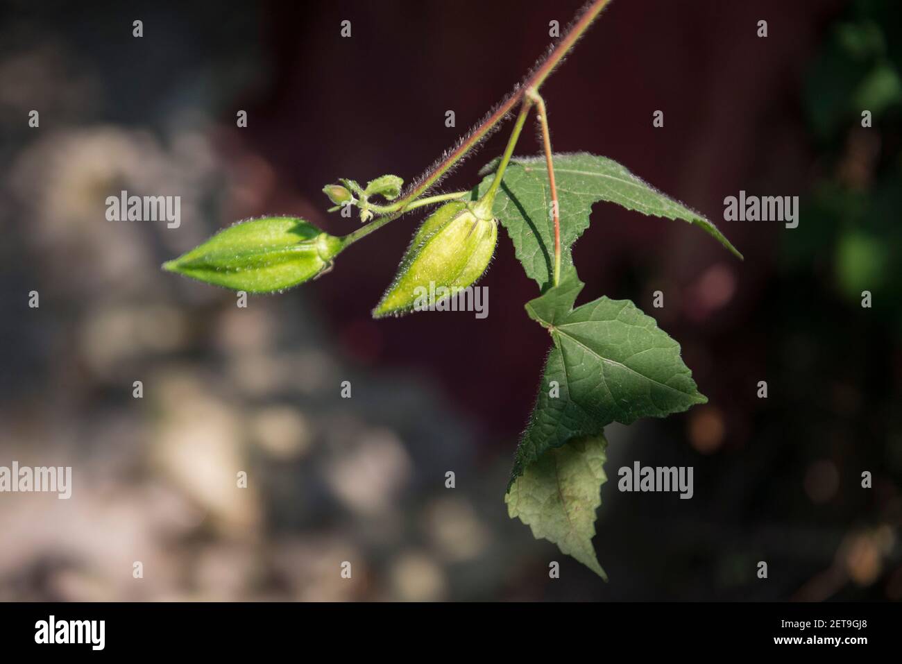 Bangladesh tree flower hi-res stock photography and images - Alamy
