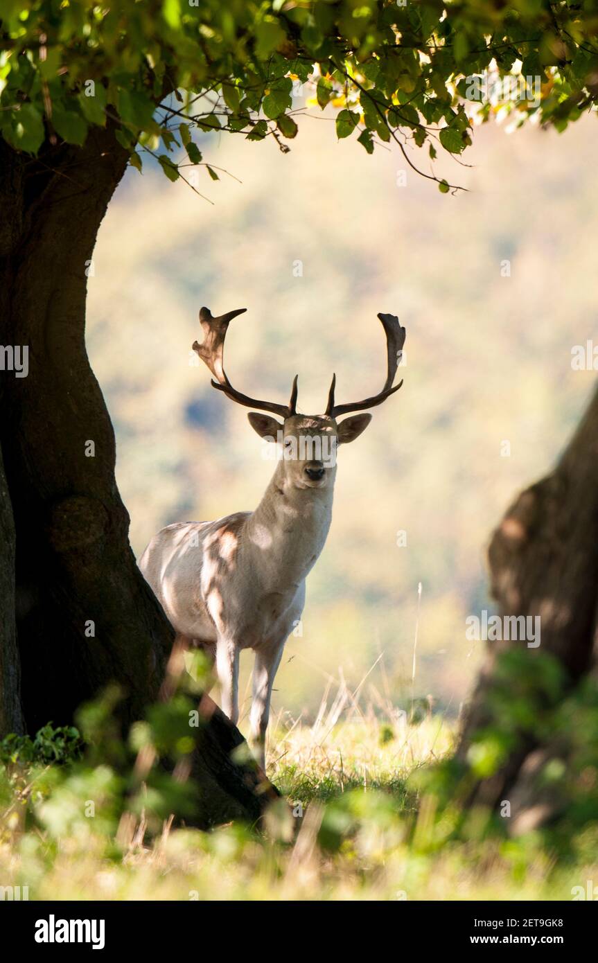 A fallow deer buck (Dama dama) standing under a tree in Studley Royal ...