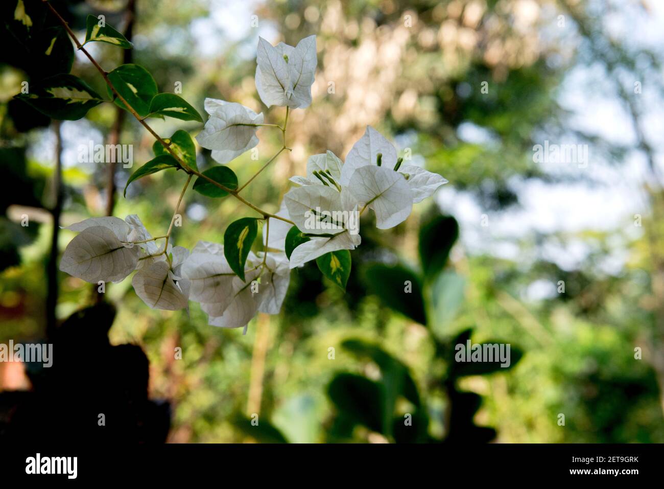 Bangladesh tree flower hi-res stock photography and images - Alamy