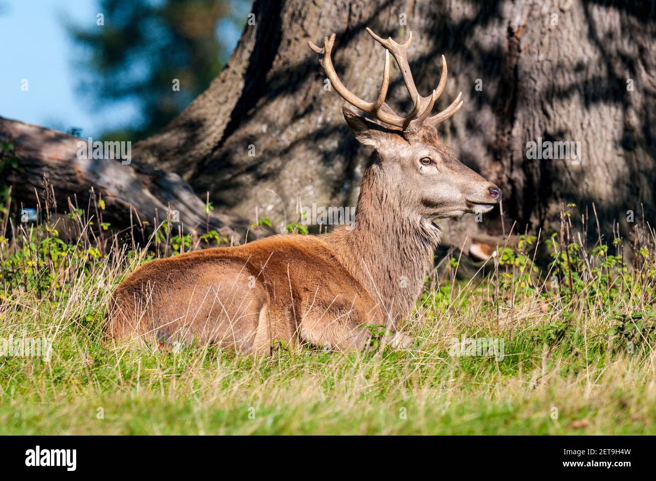 Deer sitting under tree hi-res stock photography and images - Alamy