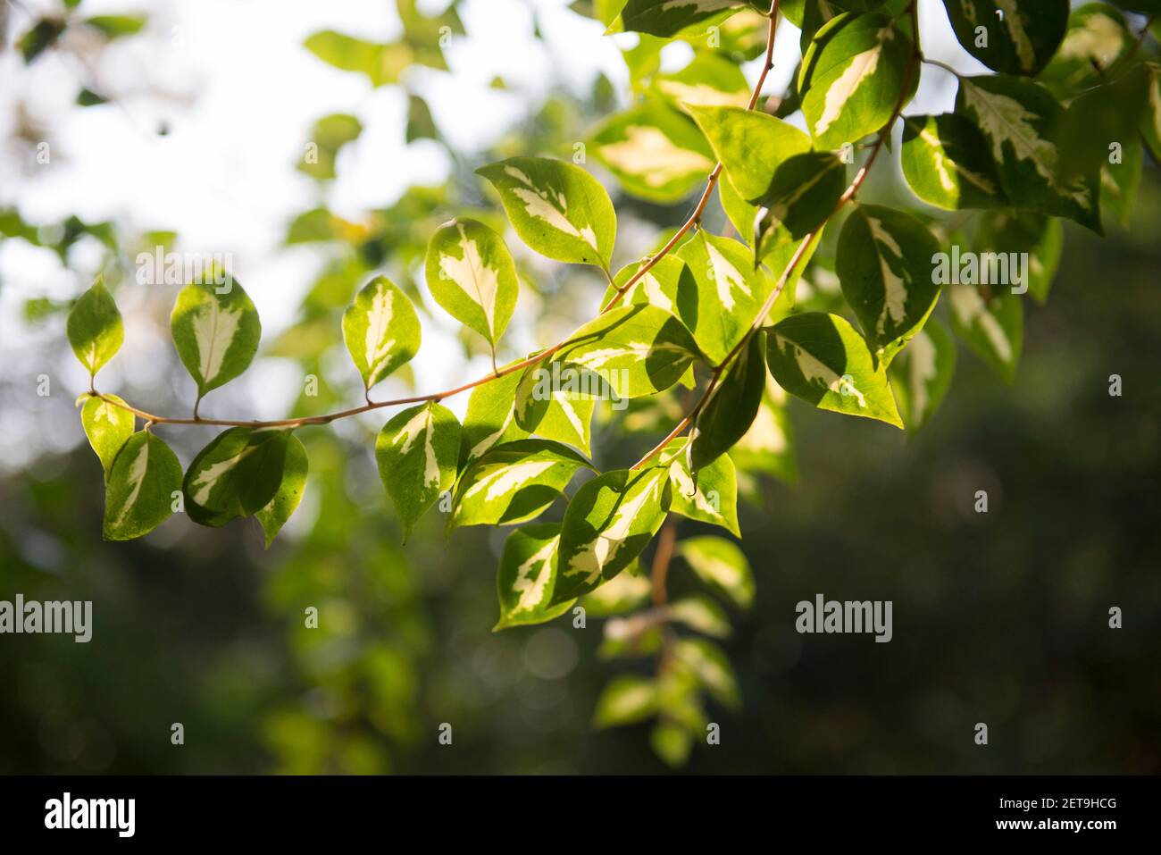 Bangladesh is a land of different types of flowers and tree Stock Photo ...