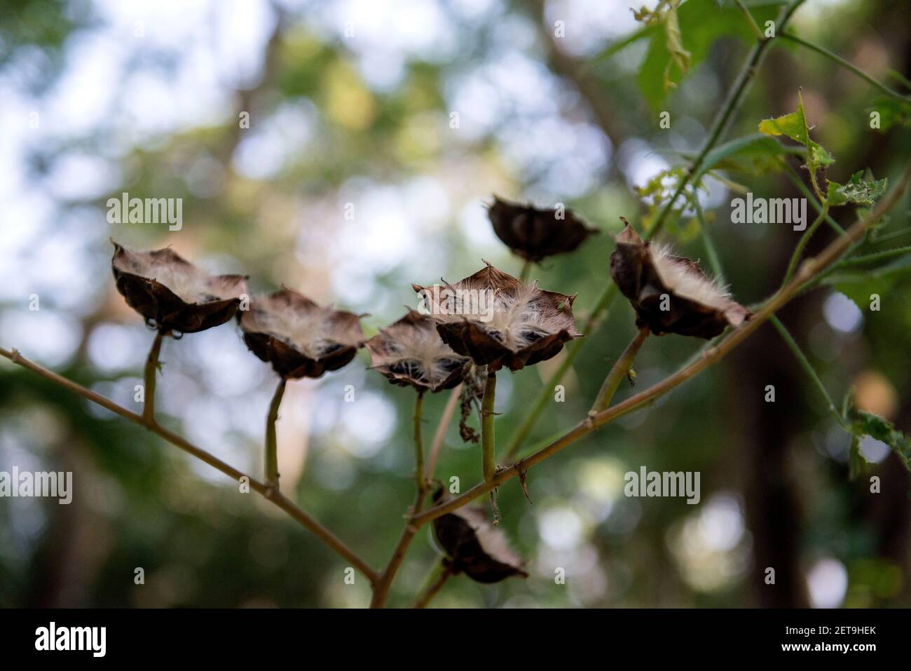 Bangladesh tree flower hi-res stock photography and images - Alamy