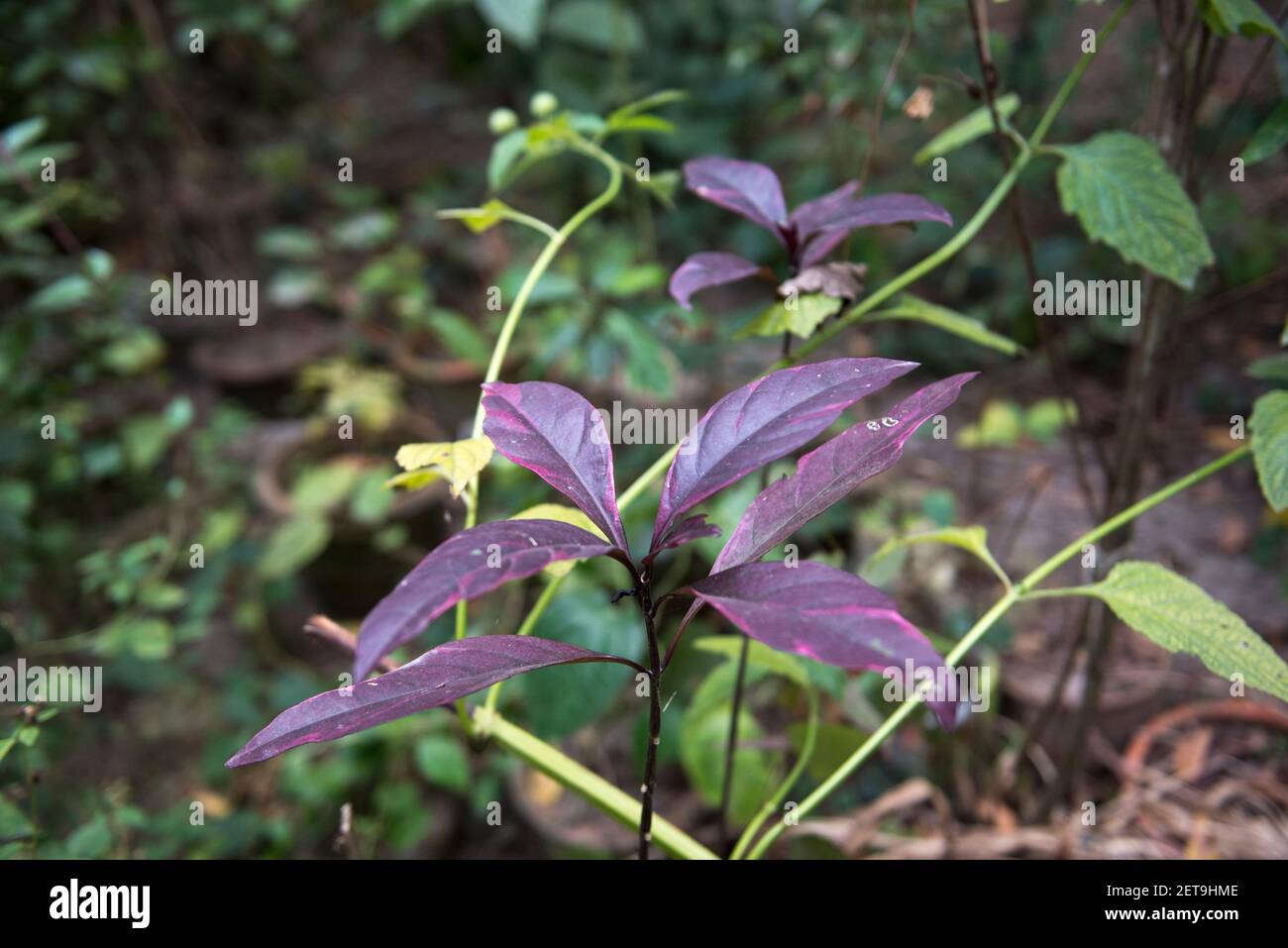 Bangladesh is a land of different types of flowers and tree Stock Photo ...