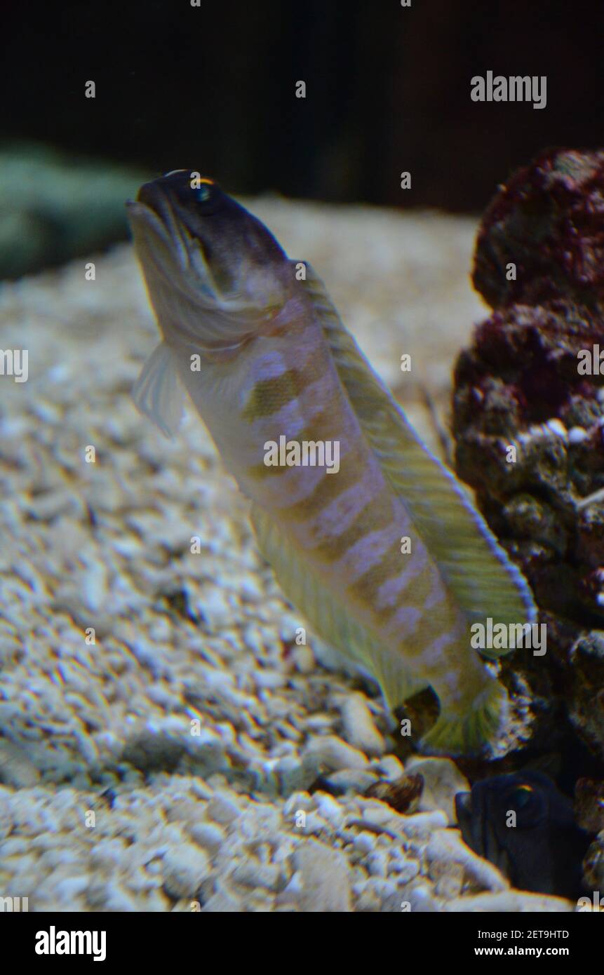 Tropical fish in aquarium, Frankfurt am Main (Germany Stock Photo - Alamy