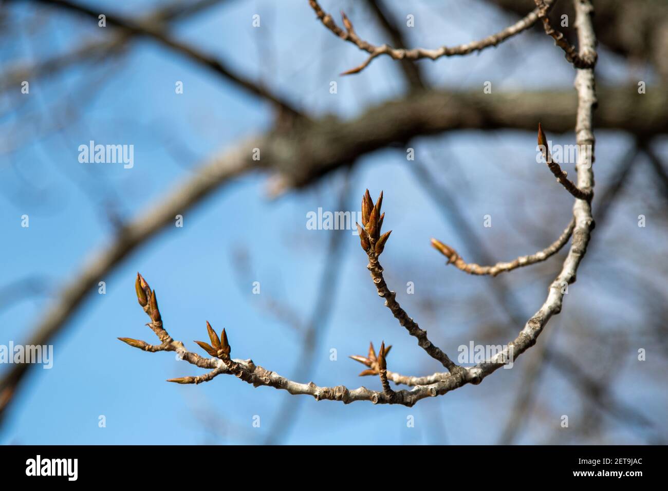 buds of a tree in early spring just before they open Stock Photo - Alamy