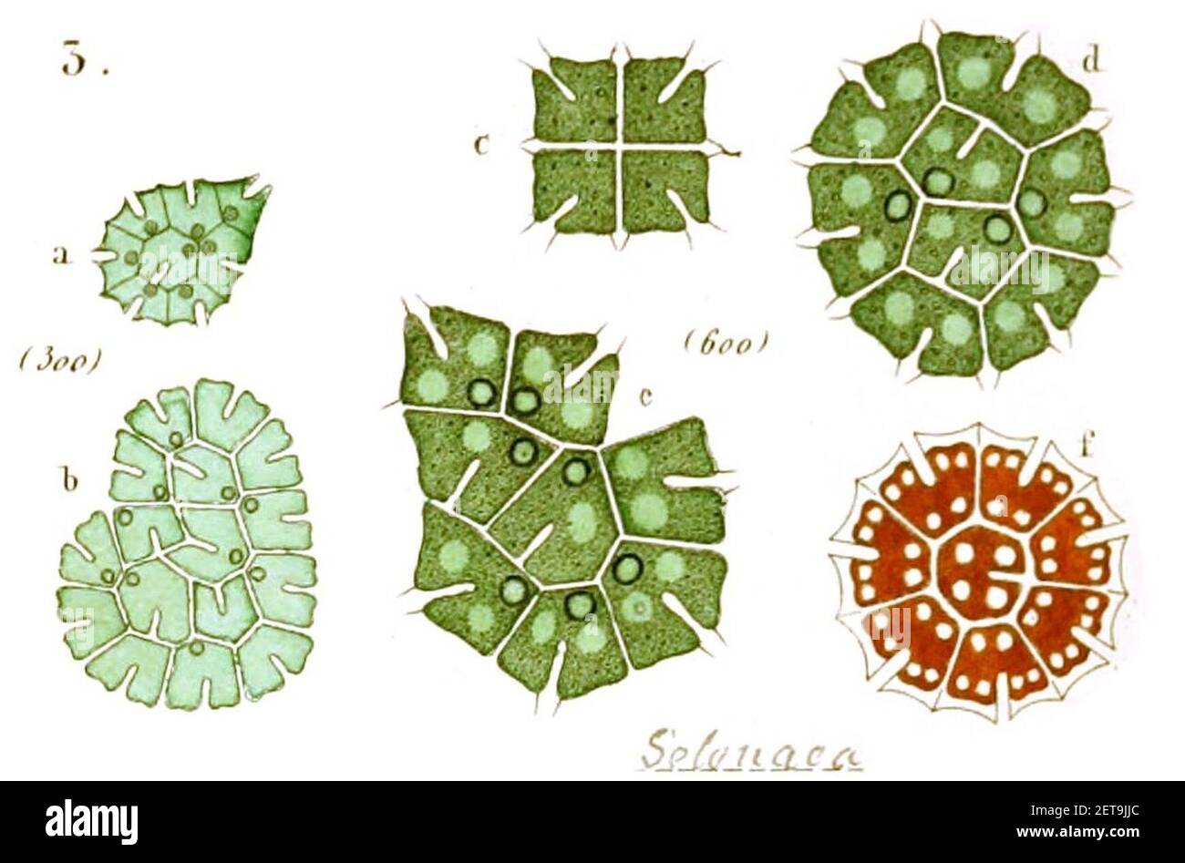 Pediastrum hi-res stock photography and images - Alamy