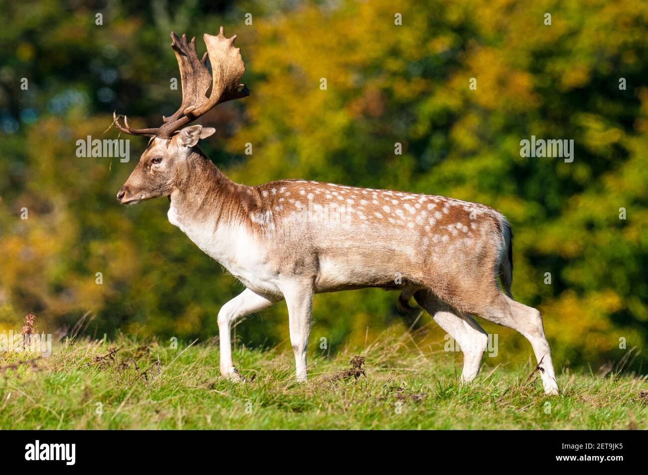 An adult fallow deer buck (Dama dama) in Studley Royal, near Ripon ...