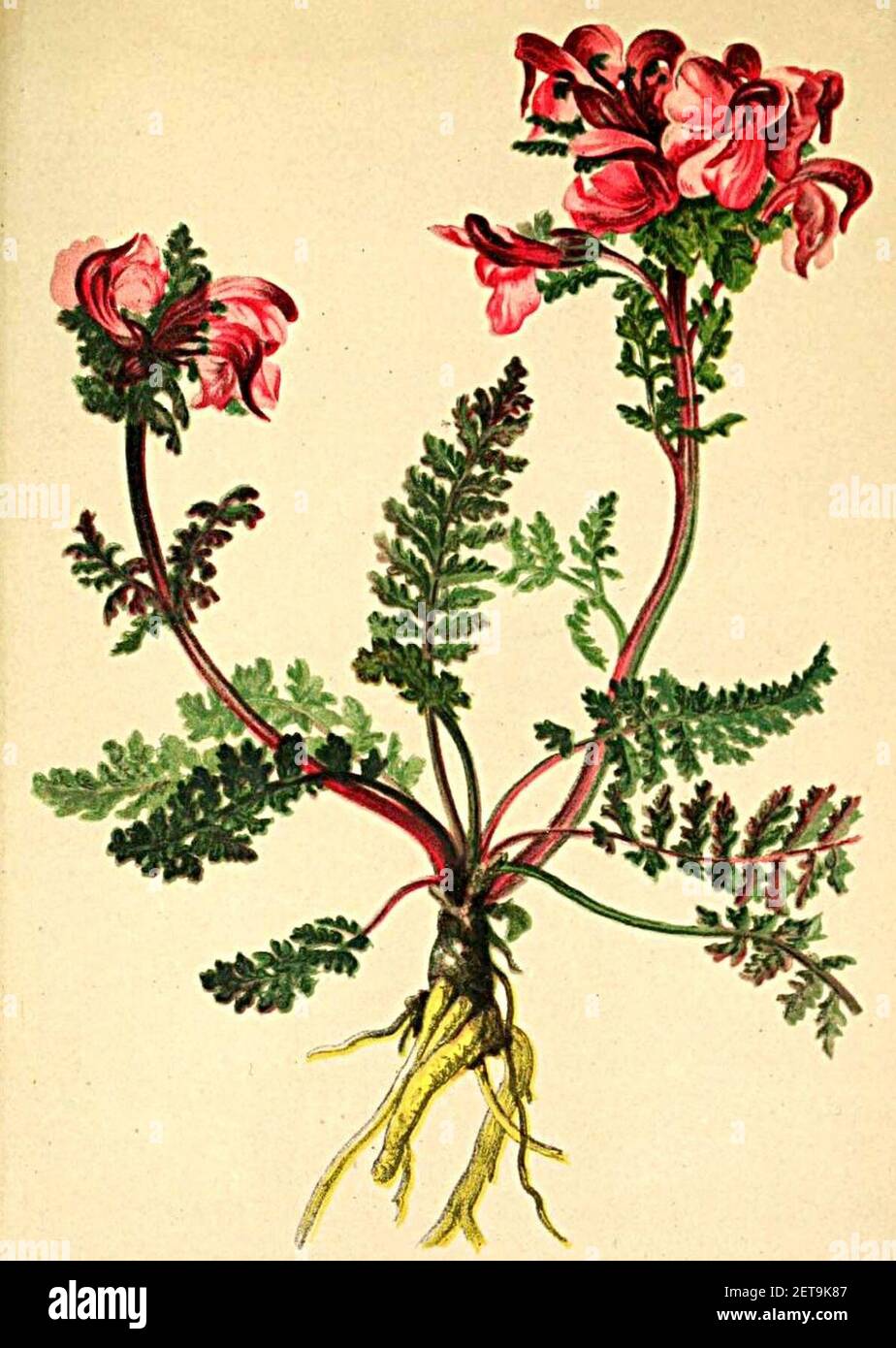 Pedicularis rostrata Atlas Alpenflora Stock Photo - Alamy