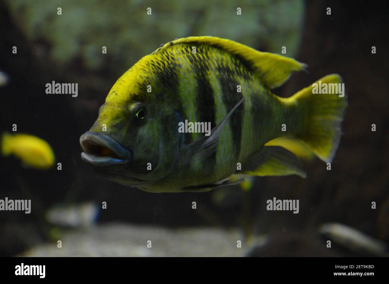Tropical fish in aquarium, Frankfurt am Main (Germany Stock Photo - Alamy