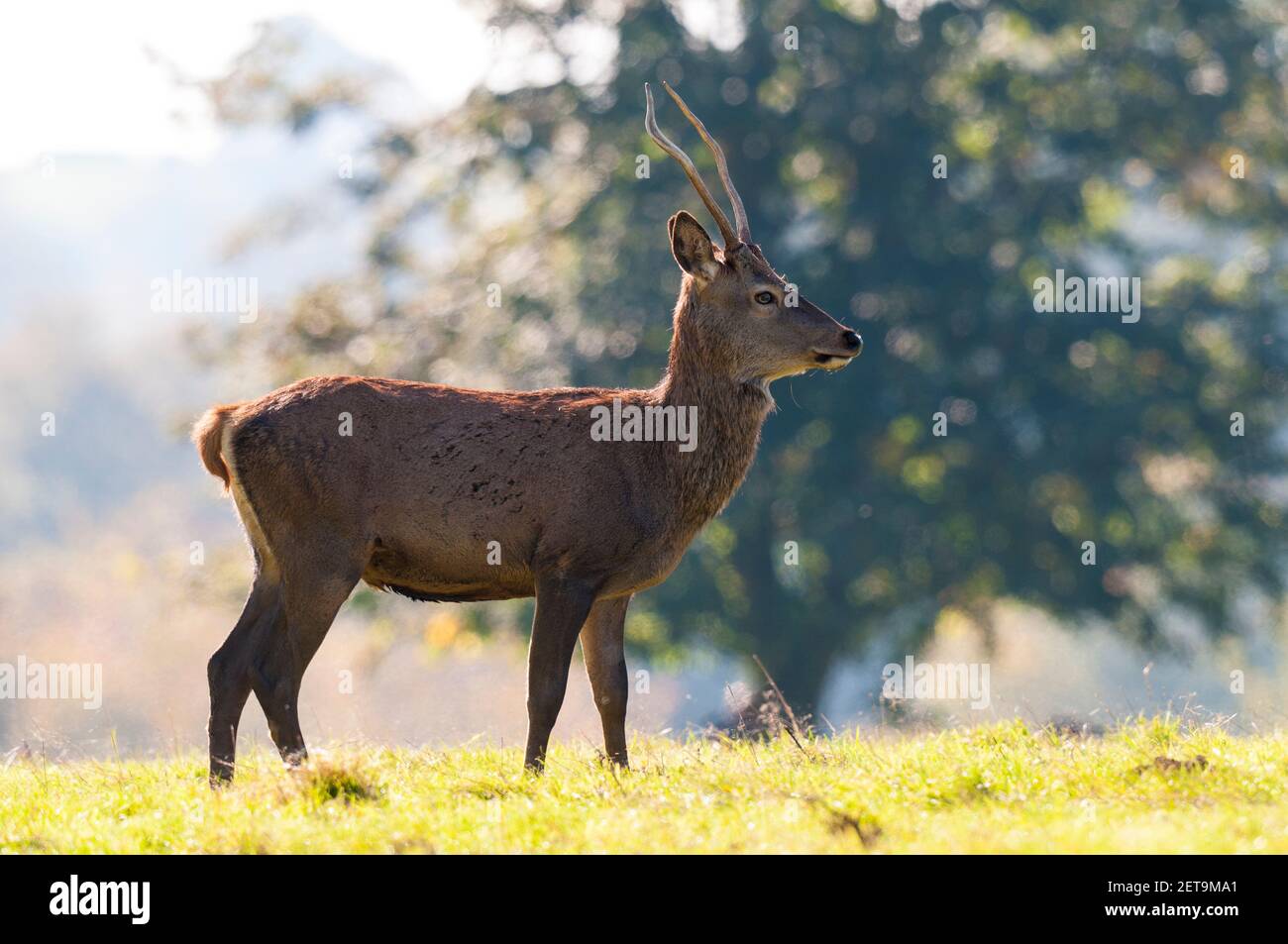 Prickett deer hi-res stock photography and images - Alamy