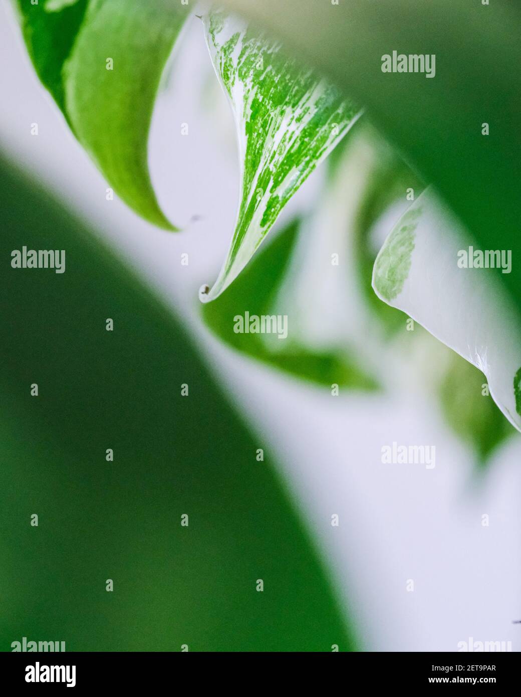 A selective focus of monstera leaves isolated on a blurry background ...