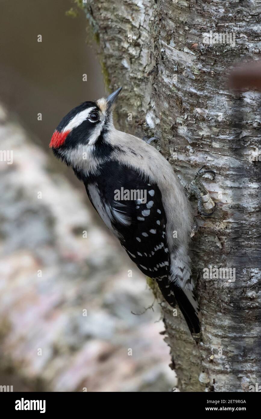 Downy Woodpecker bird at British Columbia Canada; north american Stock ...