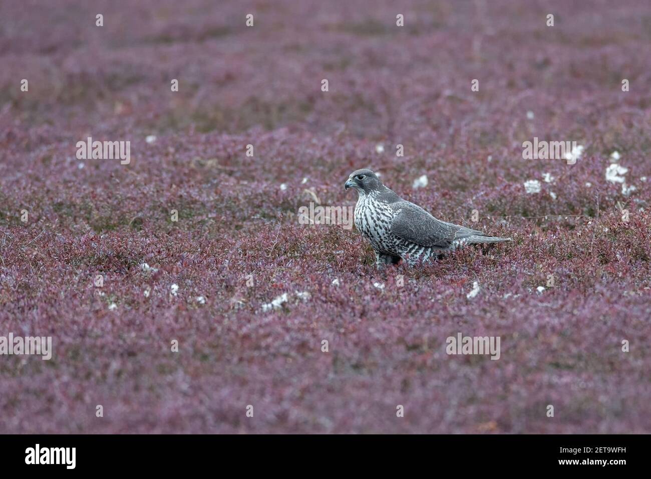 Wildlife adult hi-res stock photography and images - Alamy