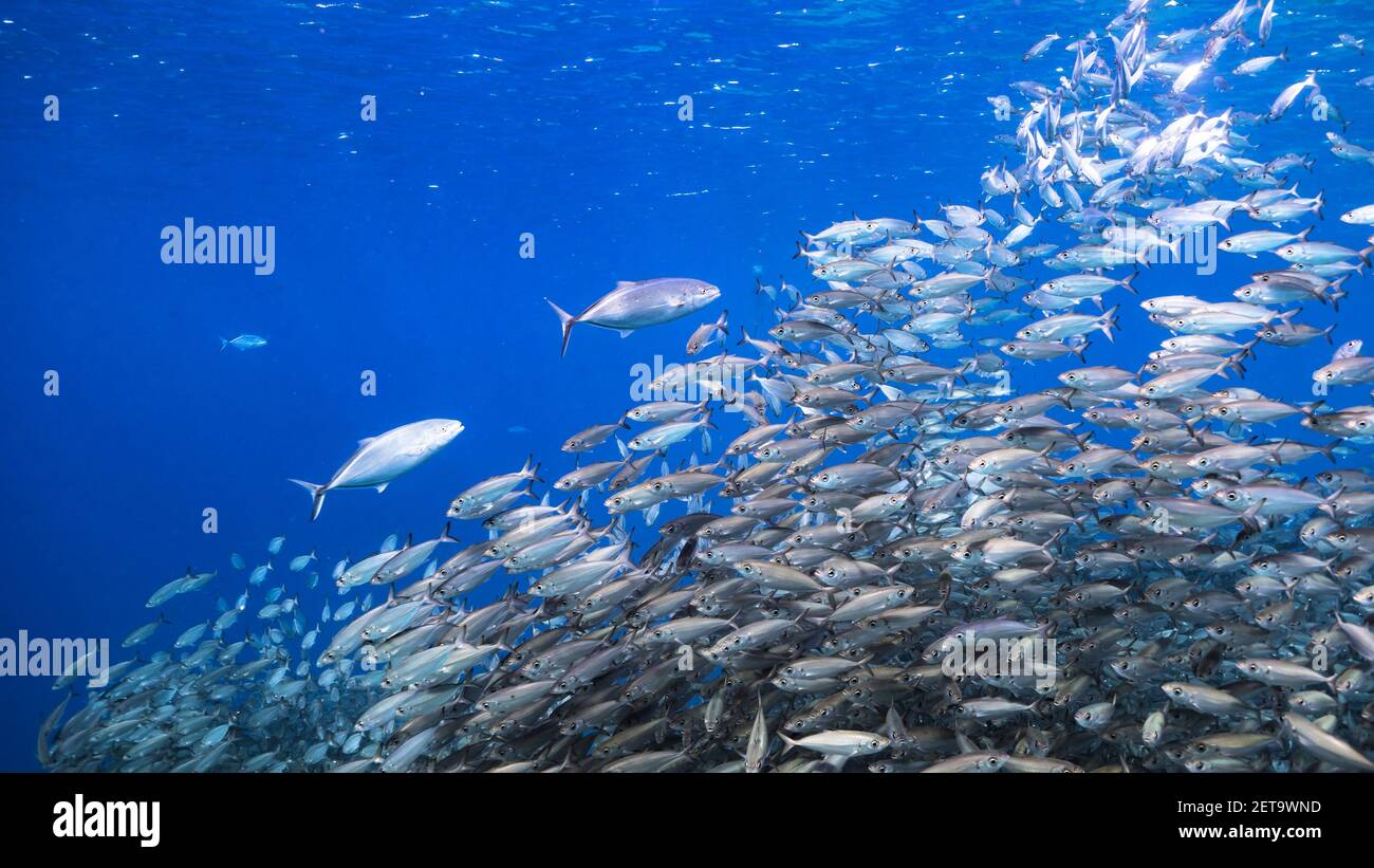 Hunting Blue Runner in bait ball, school of fish in turquoise water of ...