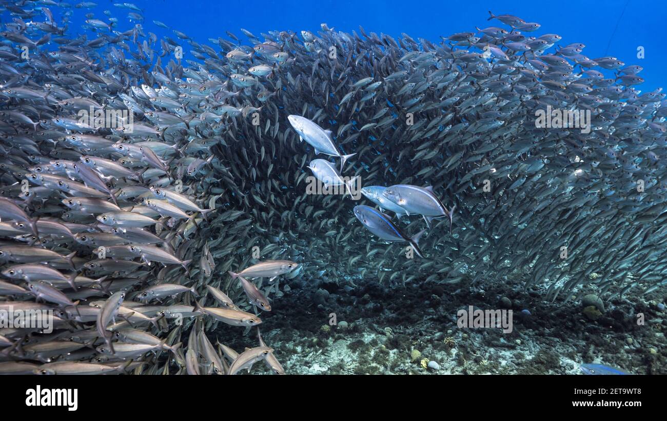 Hunting Blue Runner in bait ball, school of fish in turquoise water of ...
