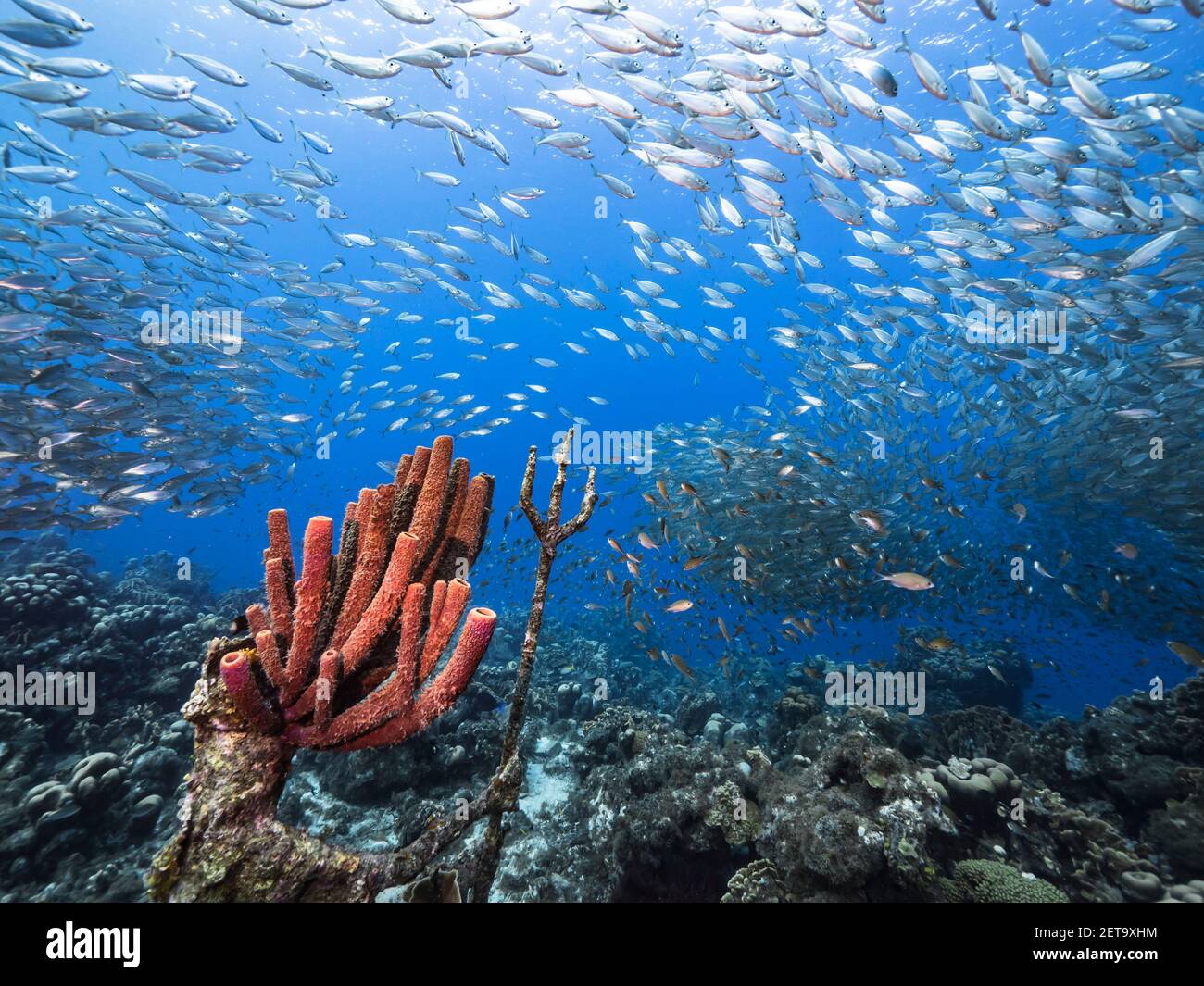 Seascape in coral reef of Caribbean Sea, Curacao with Bait Ball, School ...