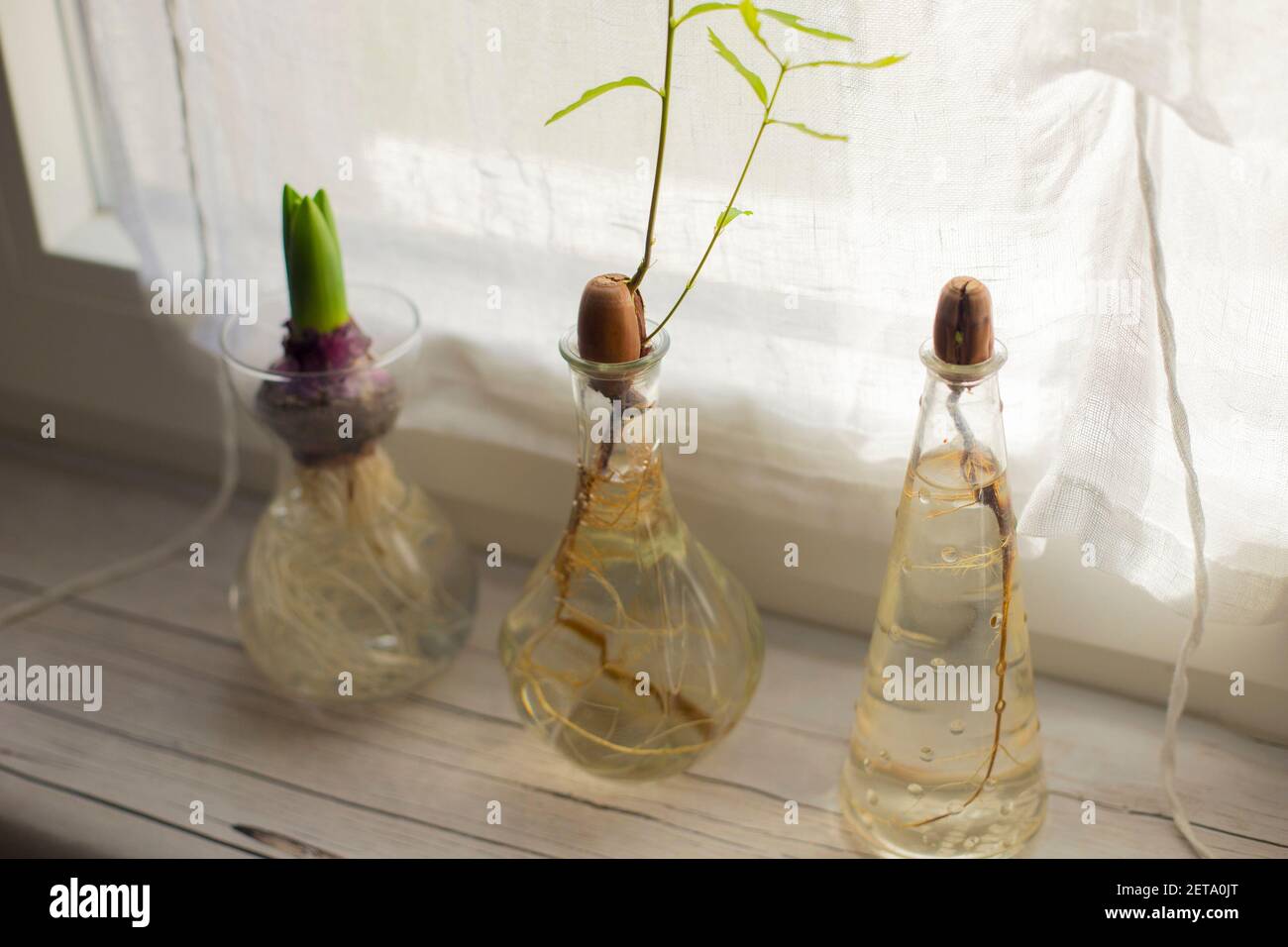 Oak seedling roots hi-res stock photography and images - Alamy