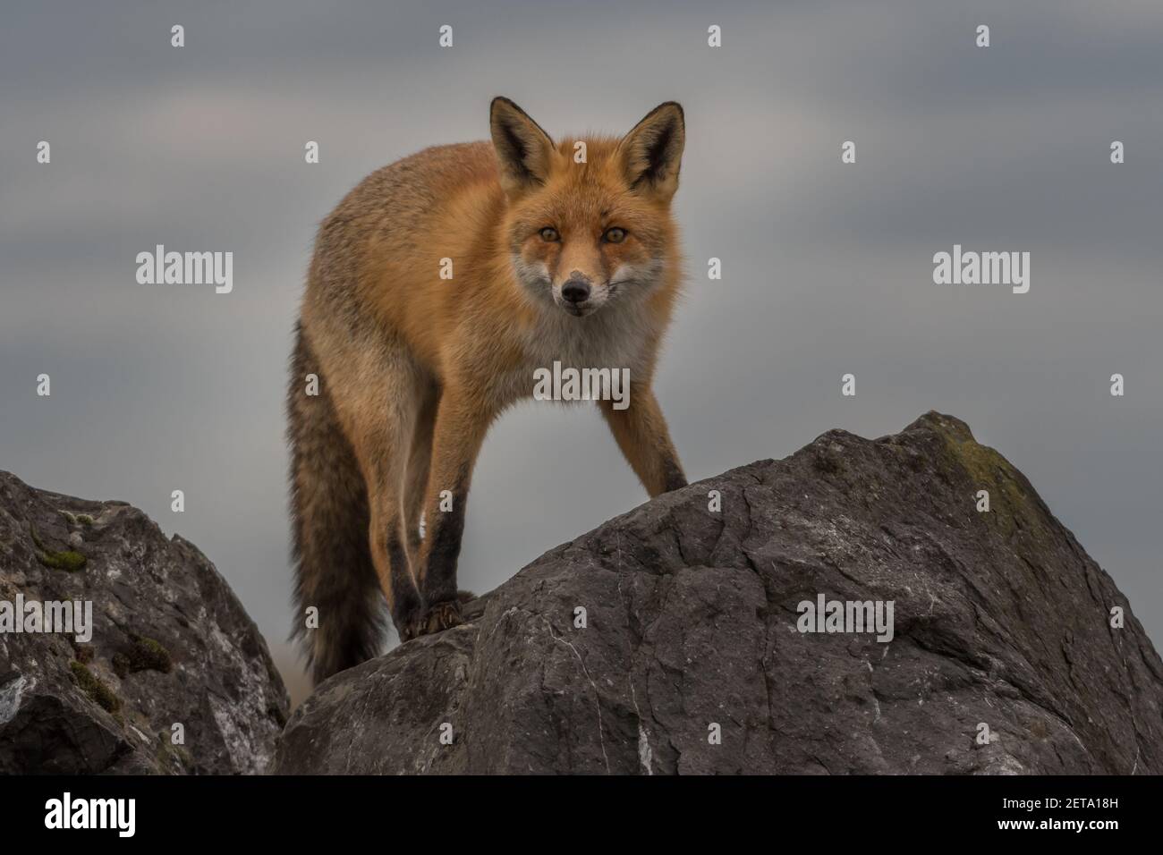 A red fox climbing over the rocks, photographed in the Netherlands ...