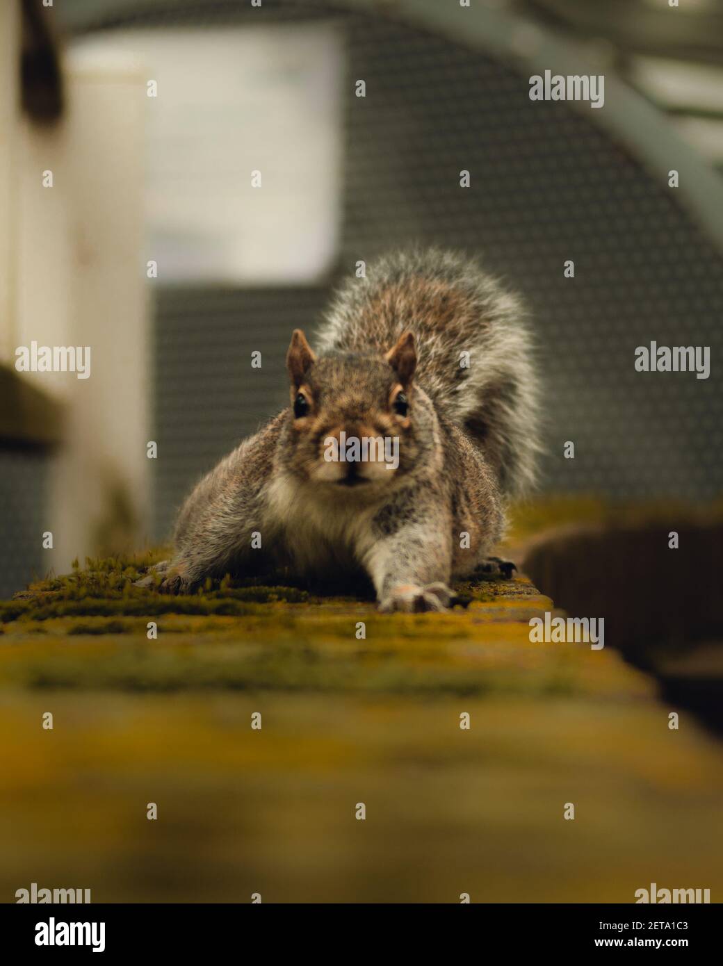 Straight on view of a funny little squirrel walking towards you on a ...