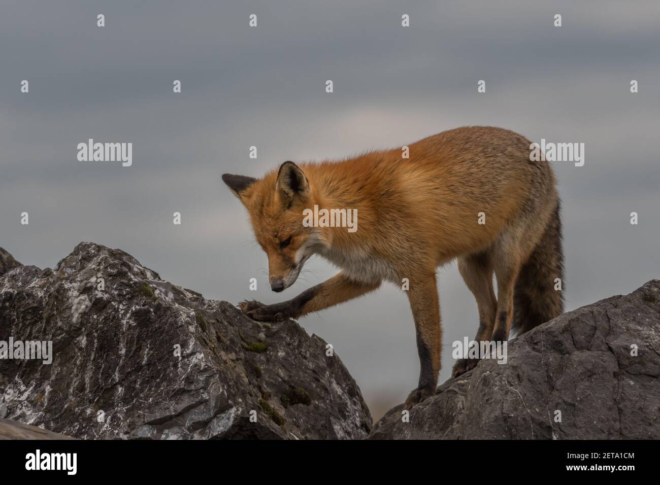 A red fox climbing over the rocks, photographed in the Netherlands ...