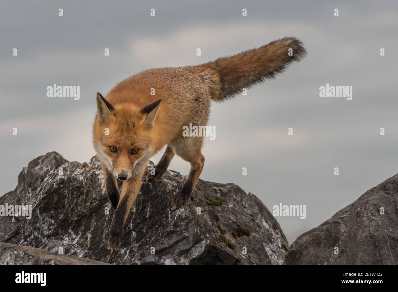 A red fox climbing over the rocks, photographed in the Netherlands ...