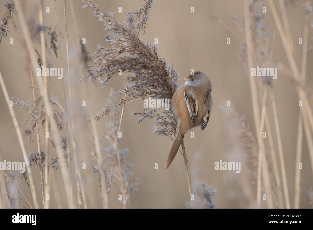 Bearded reedling (Panurus biarmicus) (female) eating the seeds of a ...