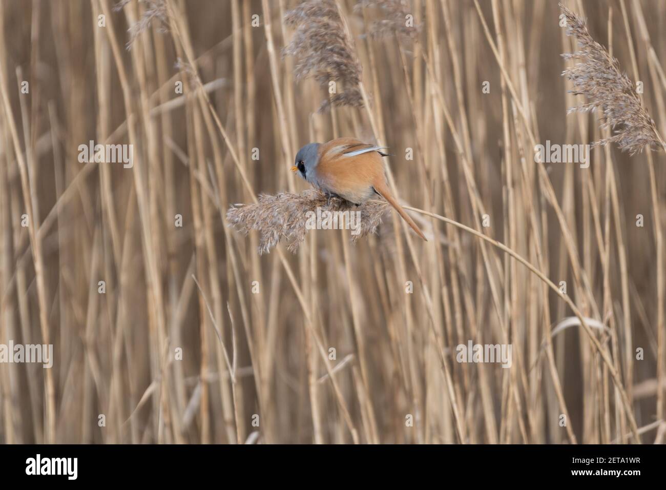 Bearded reedling (Panurus biarmicus) (male) eating the seeds of a reed ...