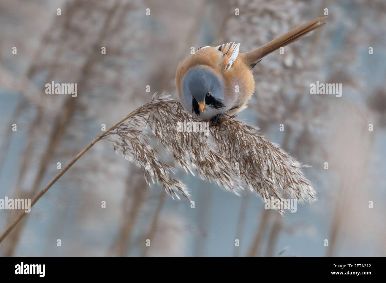 Bearded reedling (Panurus biarmicus) (male) eating the seeds of a reed ...